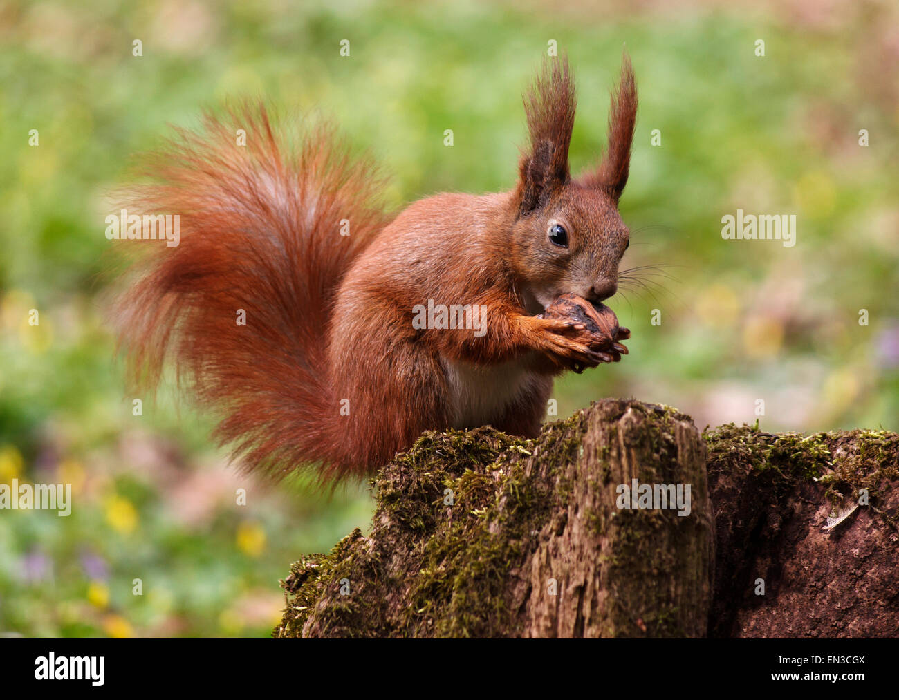 squirrel eating walnut on tree stump Stock Photo - Alamy