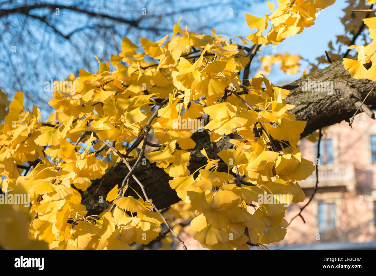 yellow leaves on branch tree in autumn Stock Photo - Alamy