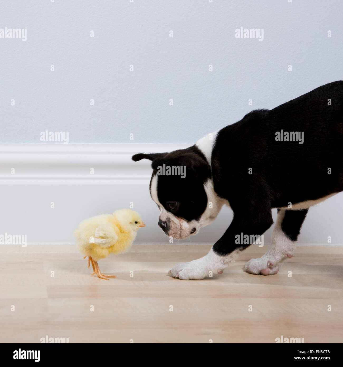 Puppy chick hi-res stock photography and images - Alamy