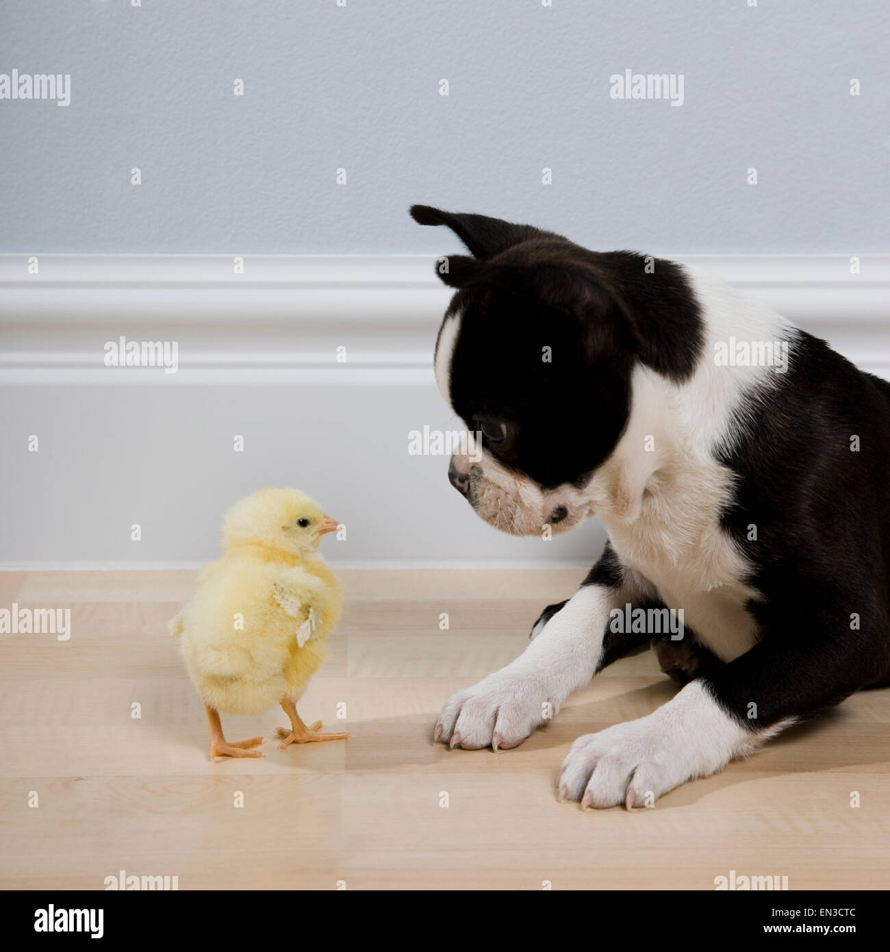 Puppy chick hi-res stock photography and images - Alamy