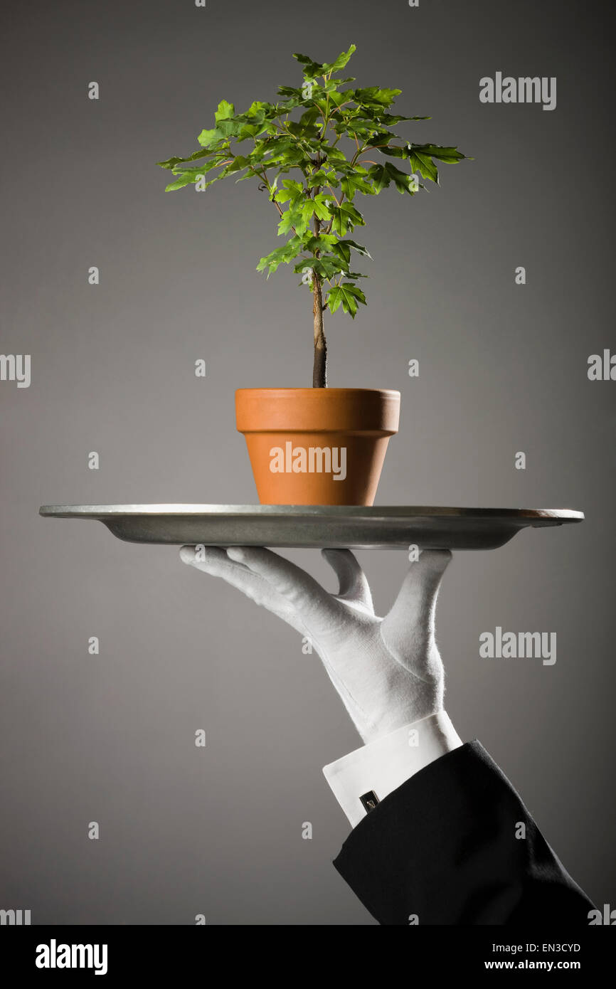 Potted tree hi-res stock photography and images - Alamy