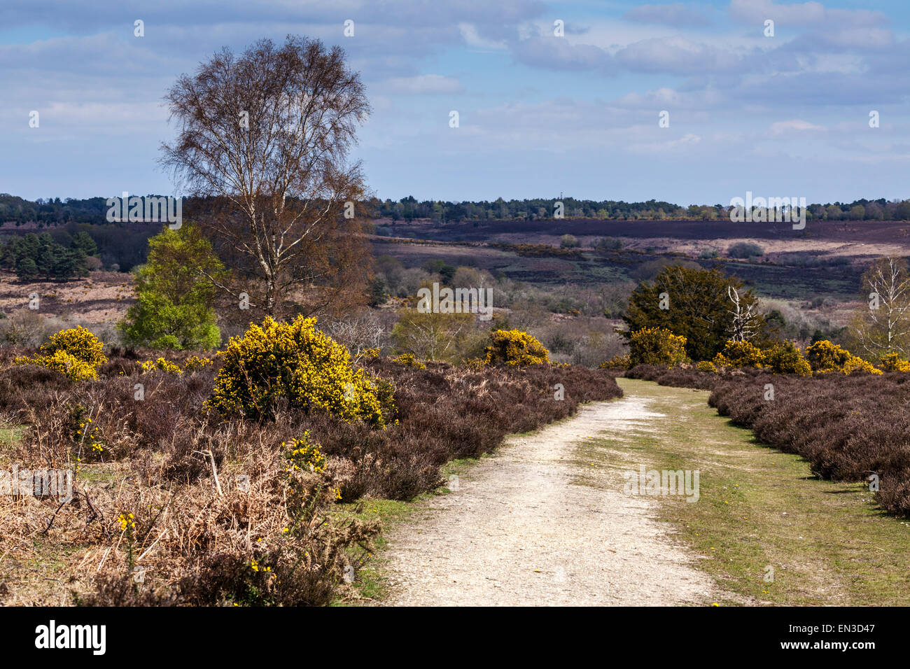 New Forest National Park Stock Photo - Alamy
