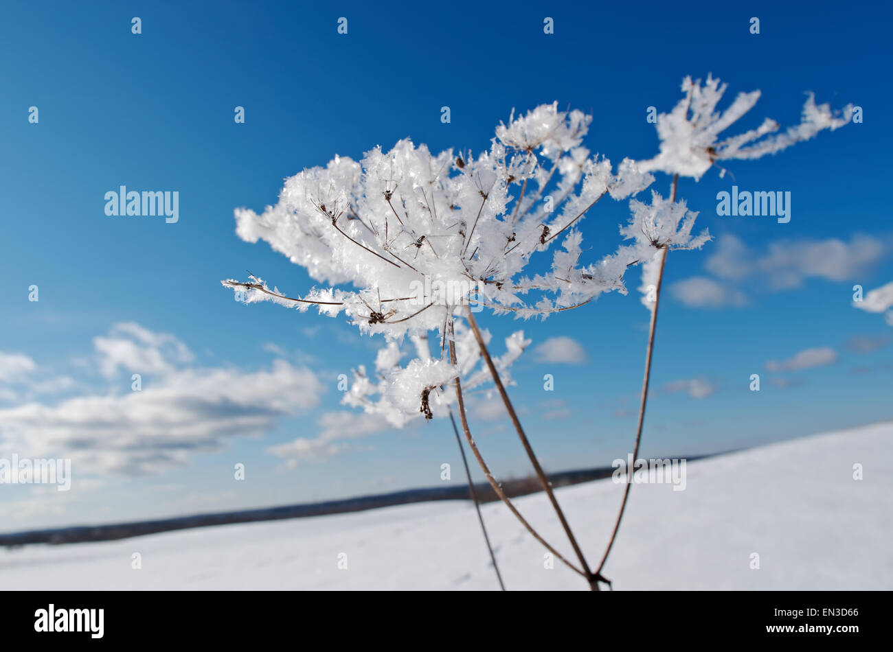 Winter scene .Frozenned flower close up Stock Photo - Alamy