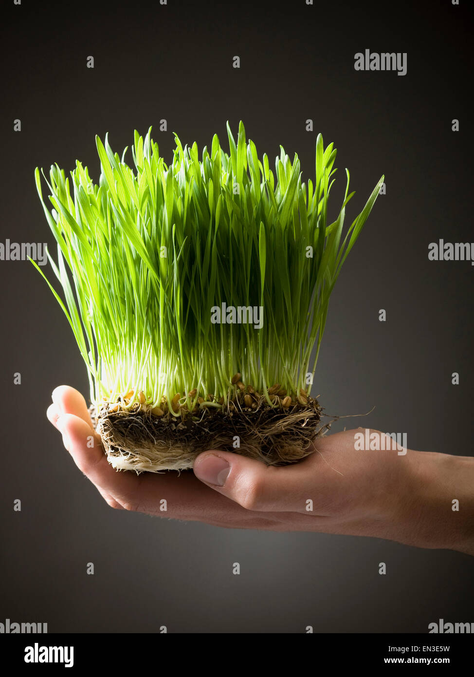 hand holding grass Stock Photo - Alamy