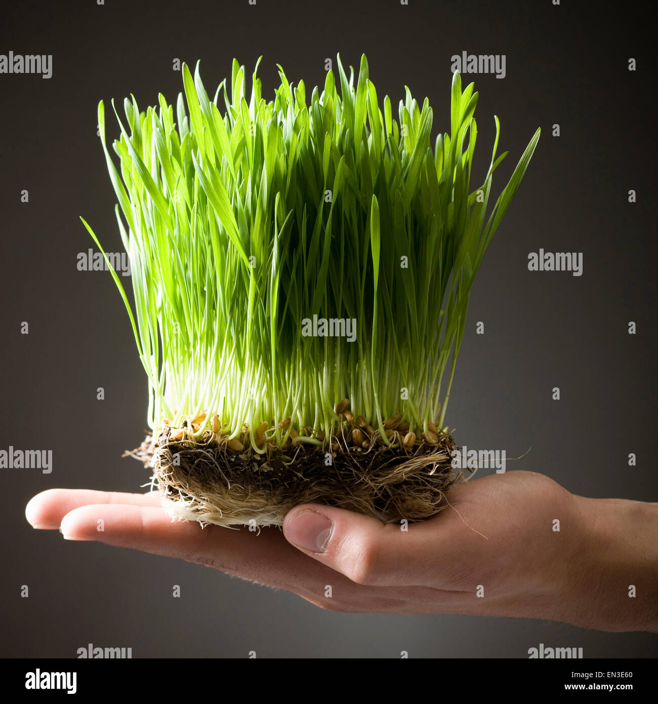 hand holding grass Stock Photo - Alamy