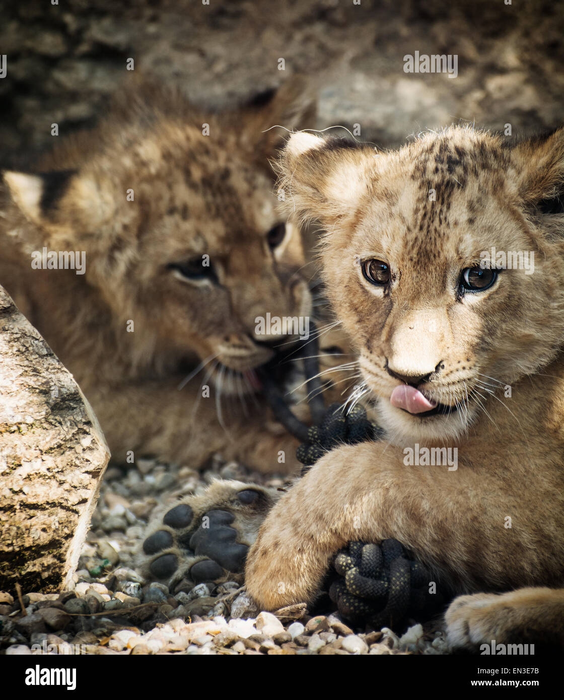 Barbary lion (Panthera leo leo). Two cute lion cubs Stock Photo - Alamy