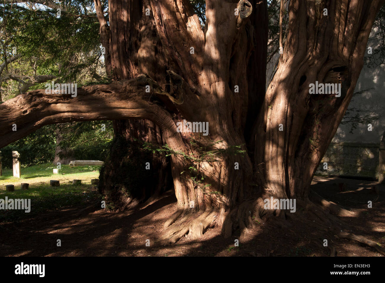 Ancient yew tree at the St. Peter's Church, Tandridge, Surrey, England ...