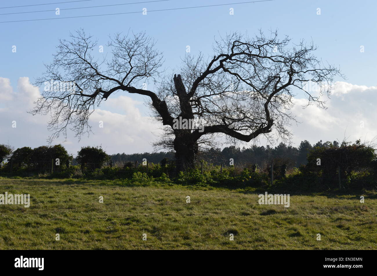 Shattered tree hi-res stock photography and images - Alamy