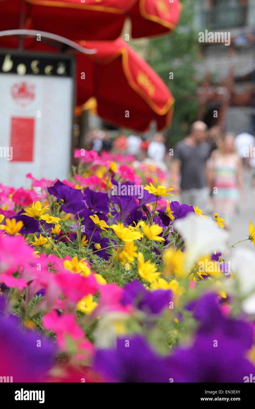 Flowers growing on street Stock Photo - Alamy