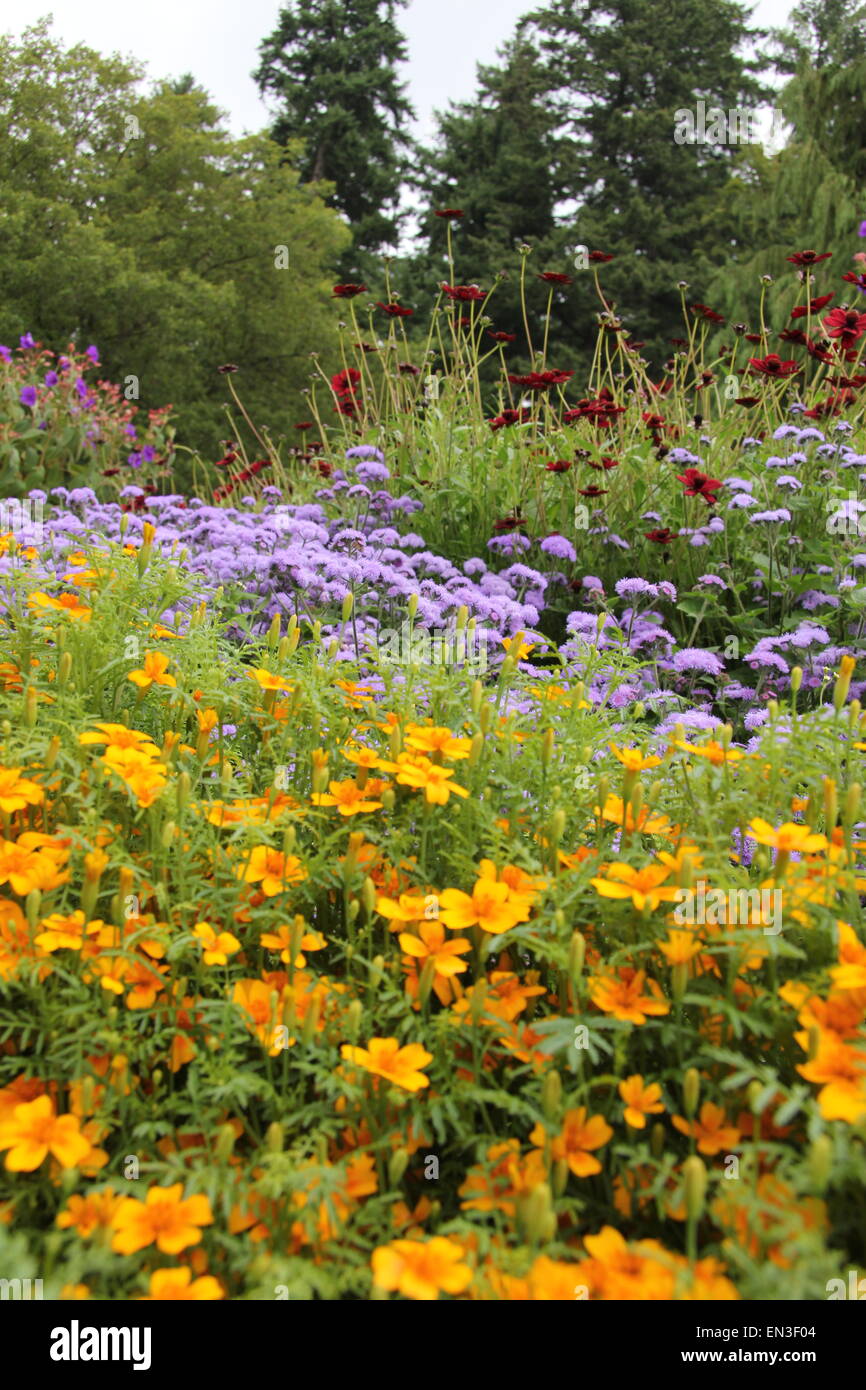Bright colorful garden Stock Photo - Alamy