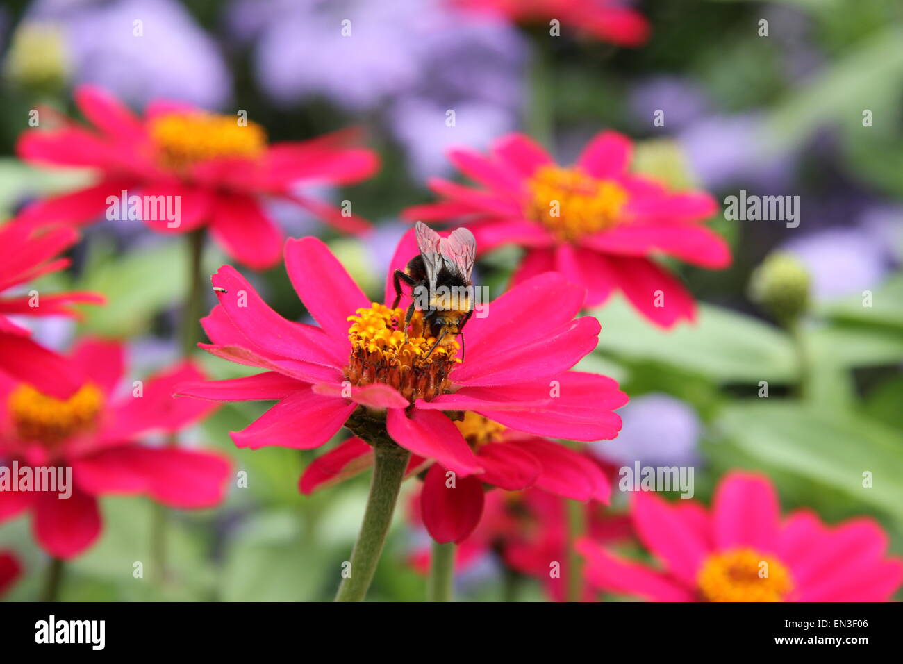 Bumble bee on flower Stock Photo - Alamy