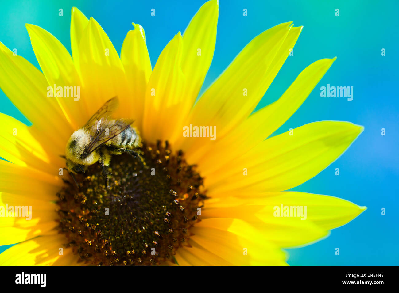 Close up of bee pollinating sunflower Stock Photo - Alamy