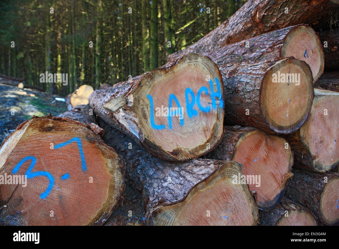 Larch trees cut and marked with length and type ready for ...