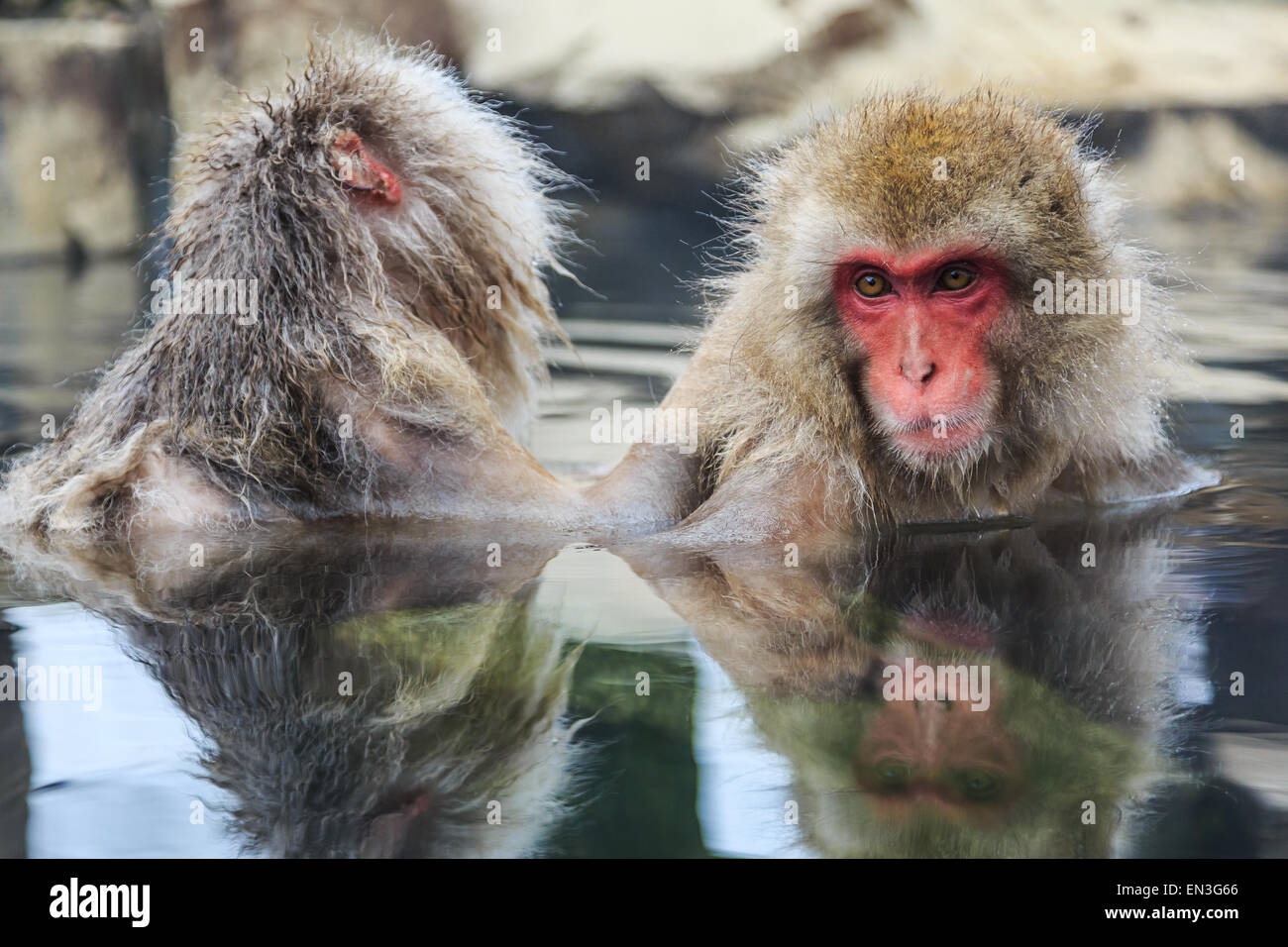 Snow monkeys in a natural onsen (hot spring), located in Jigokudani ...