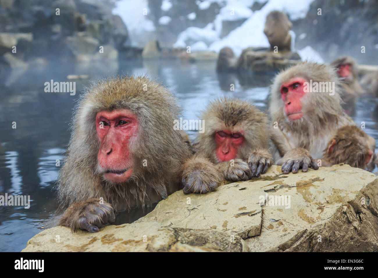 Snow monkeys in a natural onsen (hot spring), located in Jigokudani ...