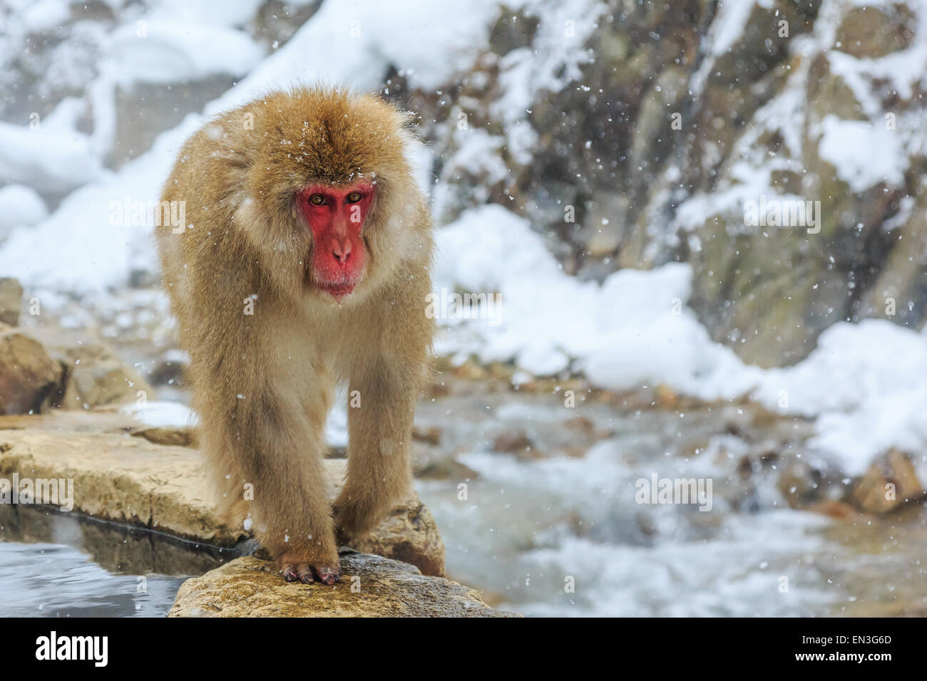 Snow monkey in a natural onsen (hot spring), located in Jigokudani Park ...