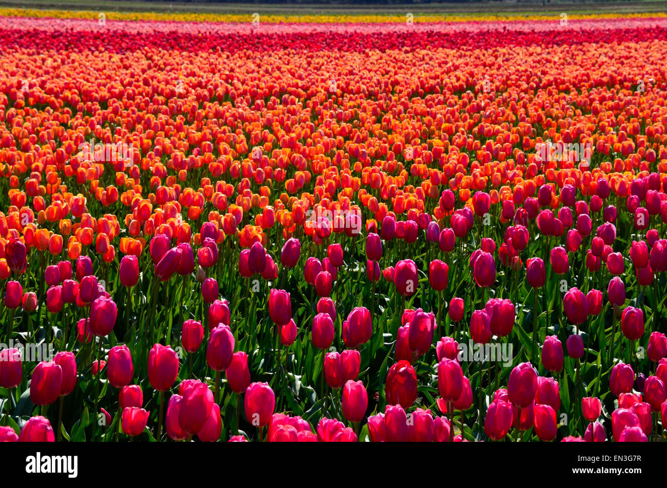 Beautiful colorful tulip fields Stock Photo - Alamy