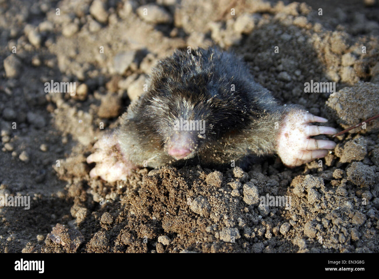 Mole, subterranean lifestyle Stock Photo - Alamy