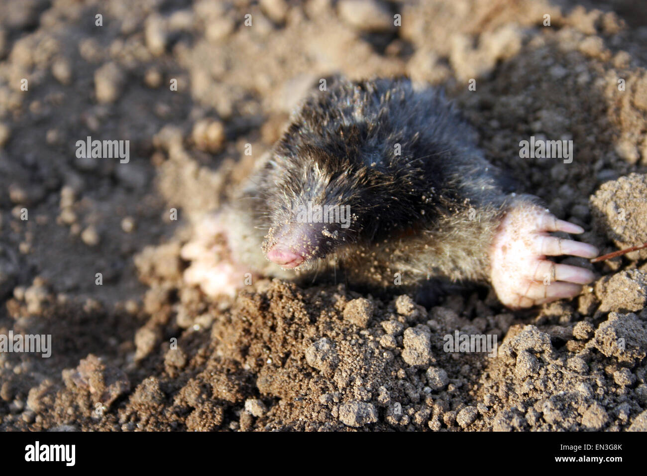 Mole, subterranean lifestyle Stock Photo - Alamy