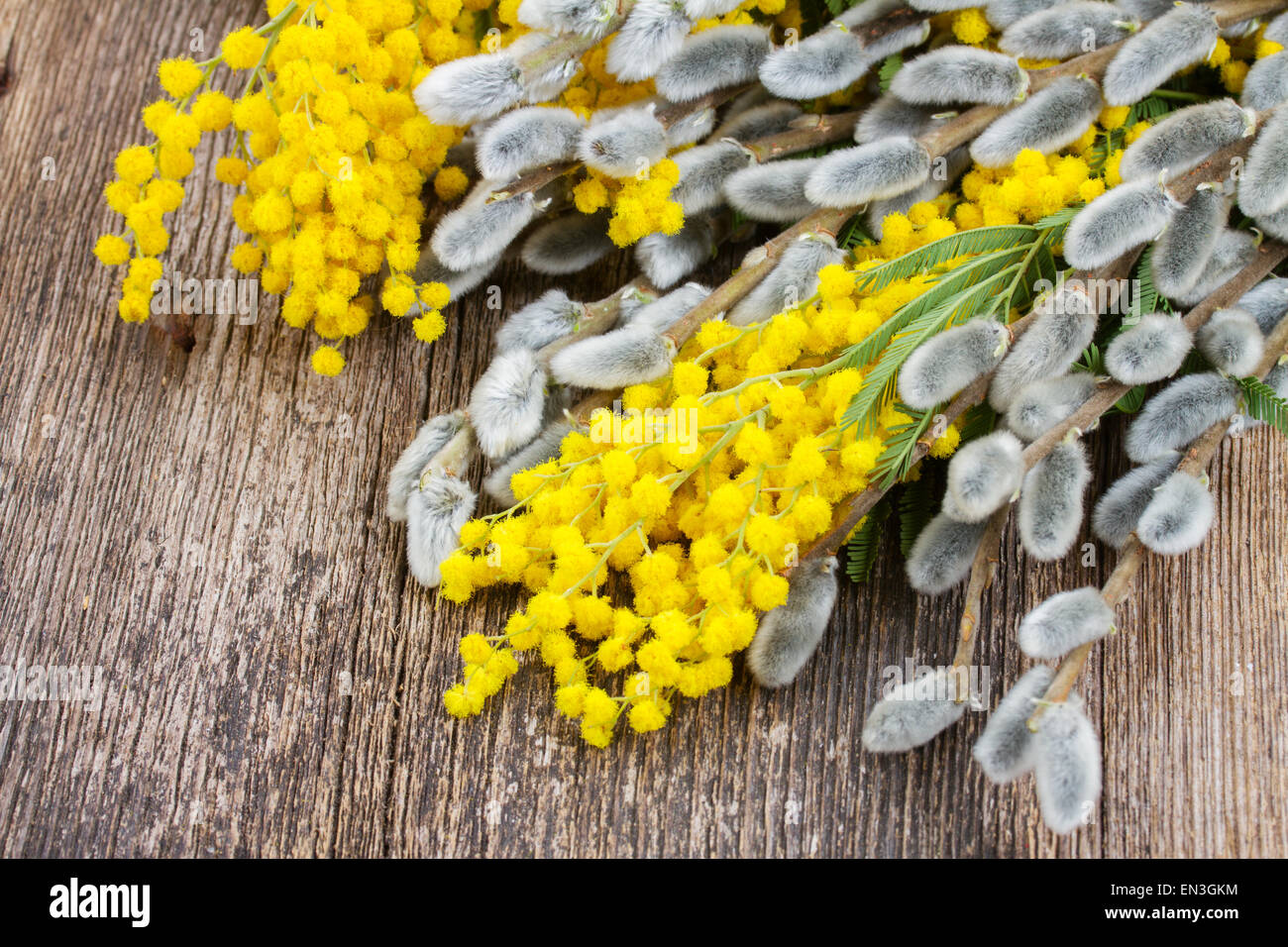French mimosa with catkins Stock Photo - Alamy