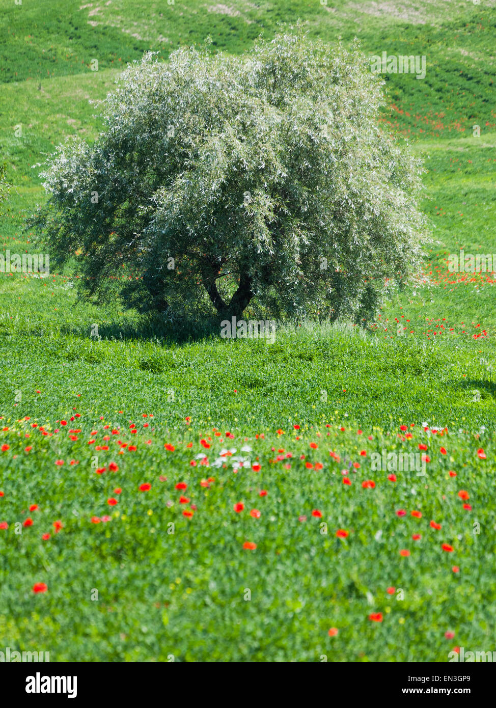 Italy, Tuscany, Tree growing on meadow Stock Photo - Alamy