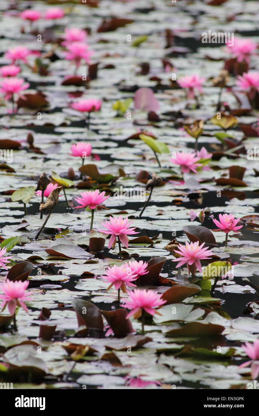 Lily dam hi-res stock photography and images - Alamy