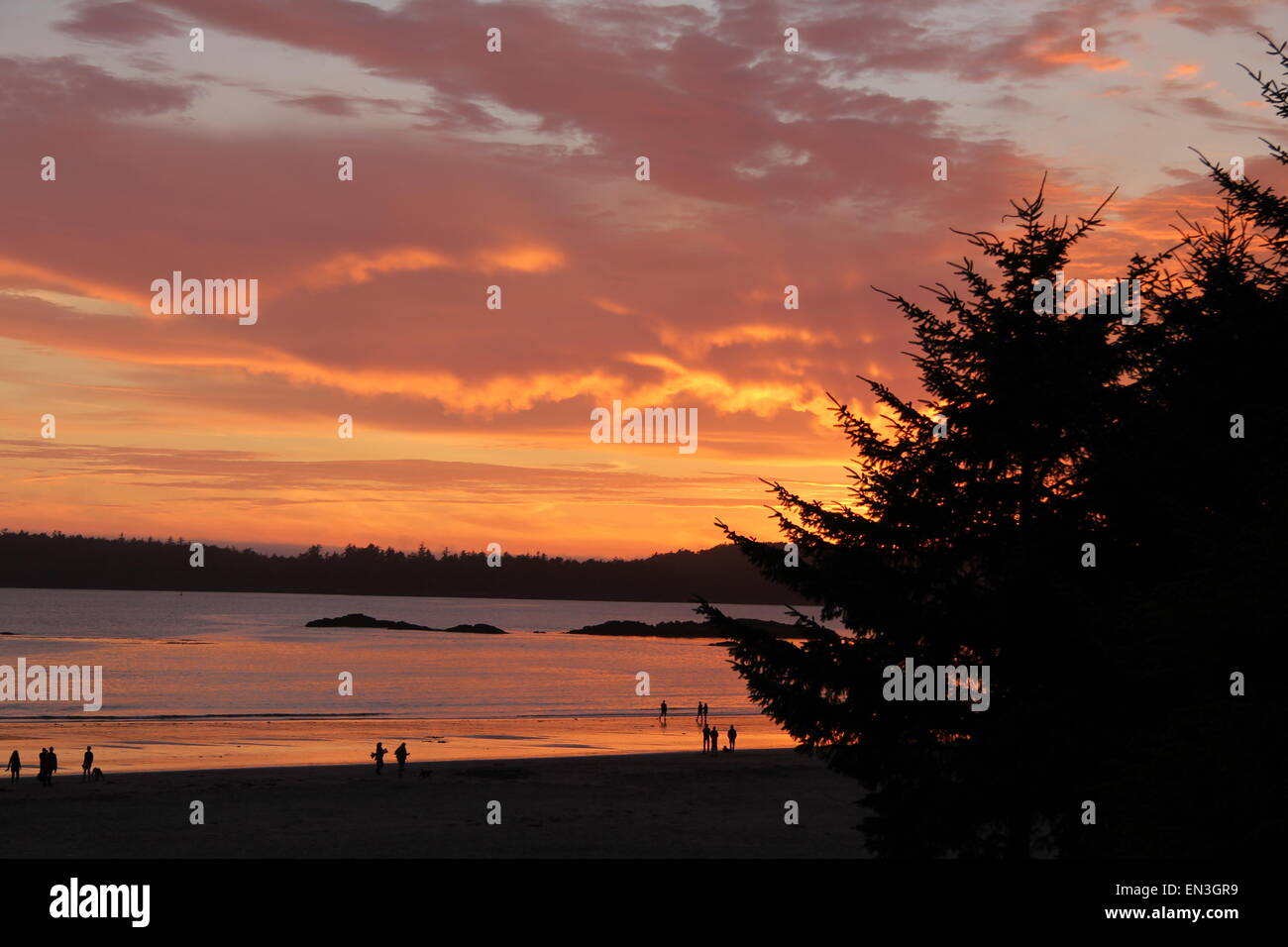 Vancouver sunset tree hi-res stock photography and images - Alamy
