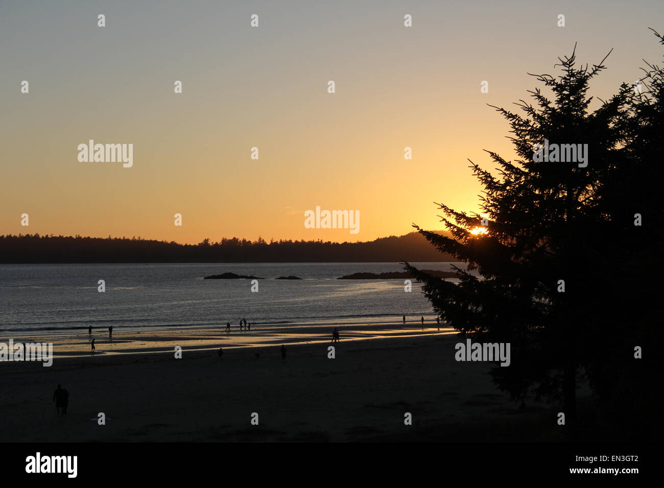 Vancouver sunset tree hi-res stock photography and images - Alamy