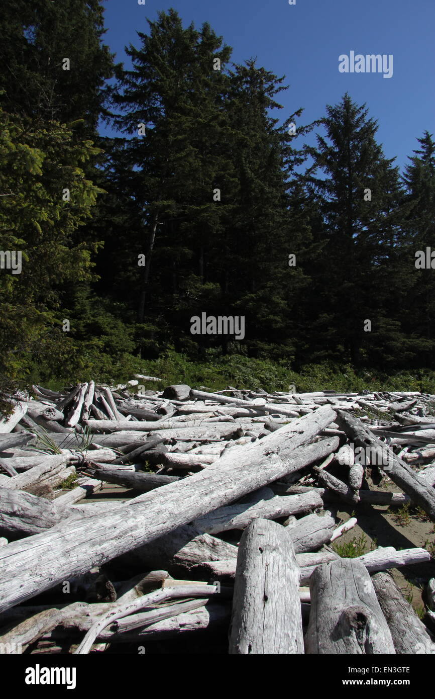 Driftwood on beach Stock Photo - Alamy