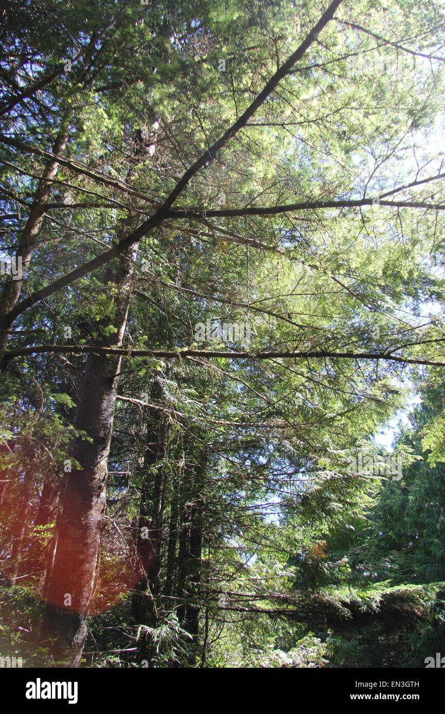 Island forest hi-res stock photography and images - Alamy