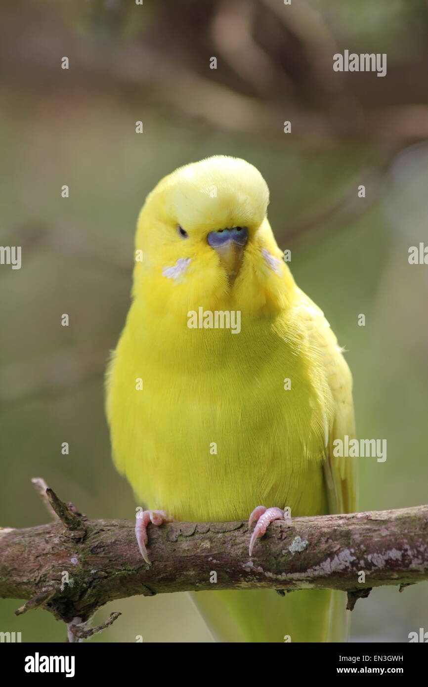 Yellow budgie in tree Stock Photo - Alamy