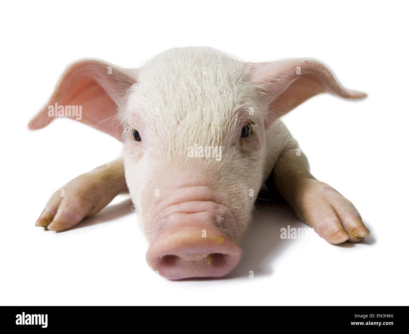 Close up photograph one Cut Out Stock Images & Pictures - Alamy