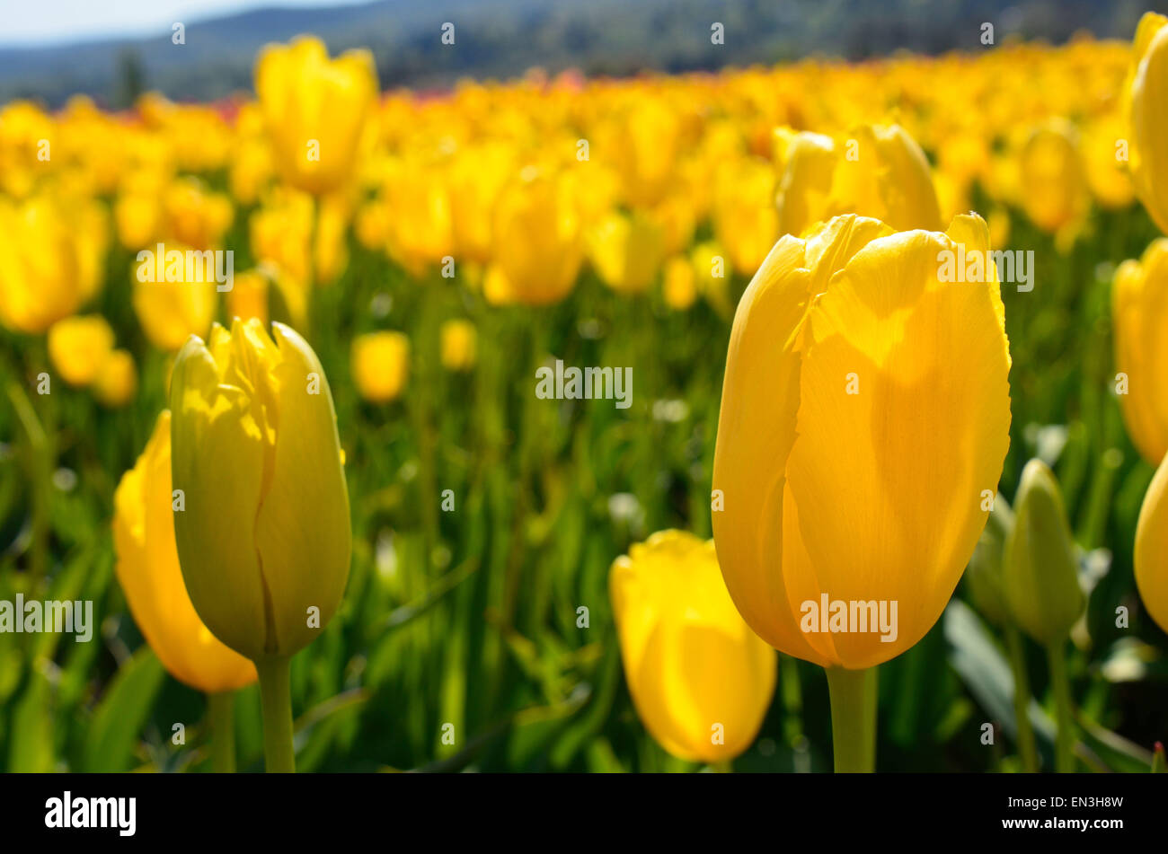 Bright yellow beautiful tulips growing in the fields Stock Photo - Alamy
