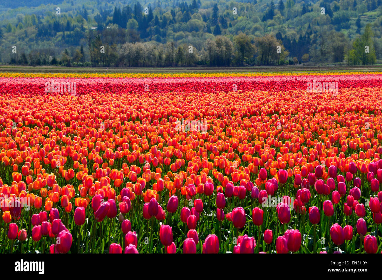 Beautiful colorful brilliant colored tulip fields Stock Photo - Alamy