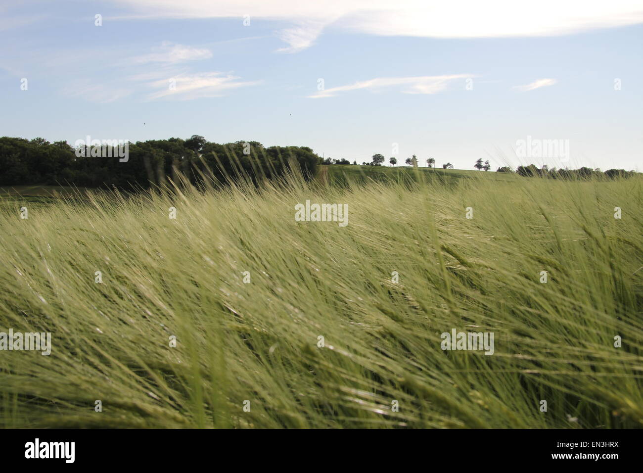 Wheat farm hi-res stock photography and images - Alamy