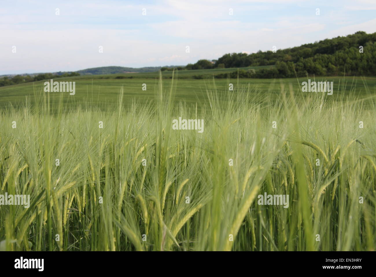 Wheat farm hi-res stock photography and images - Alamy