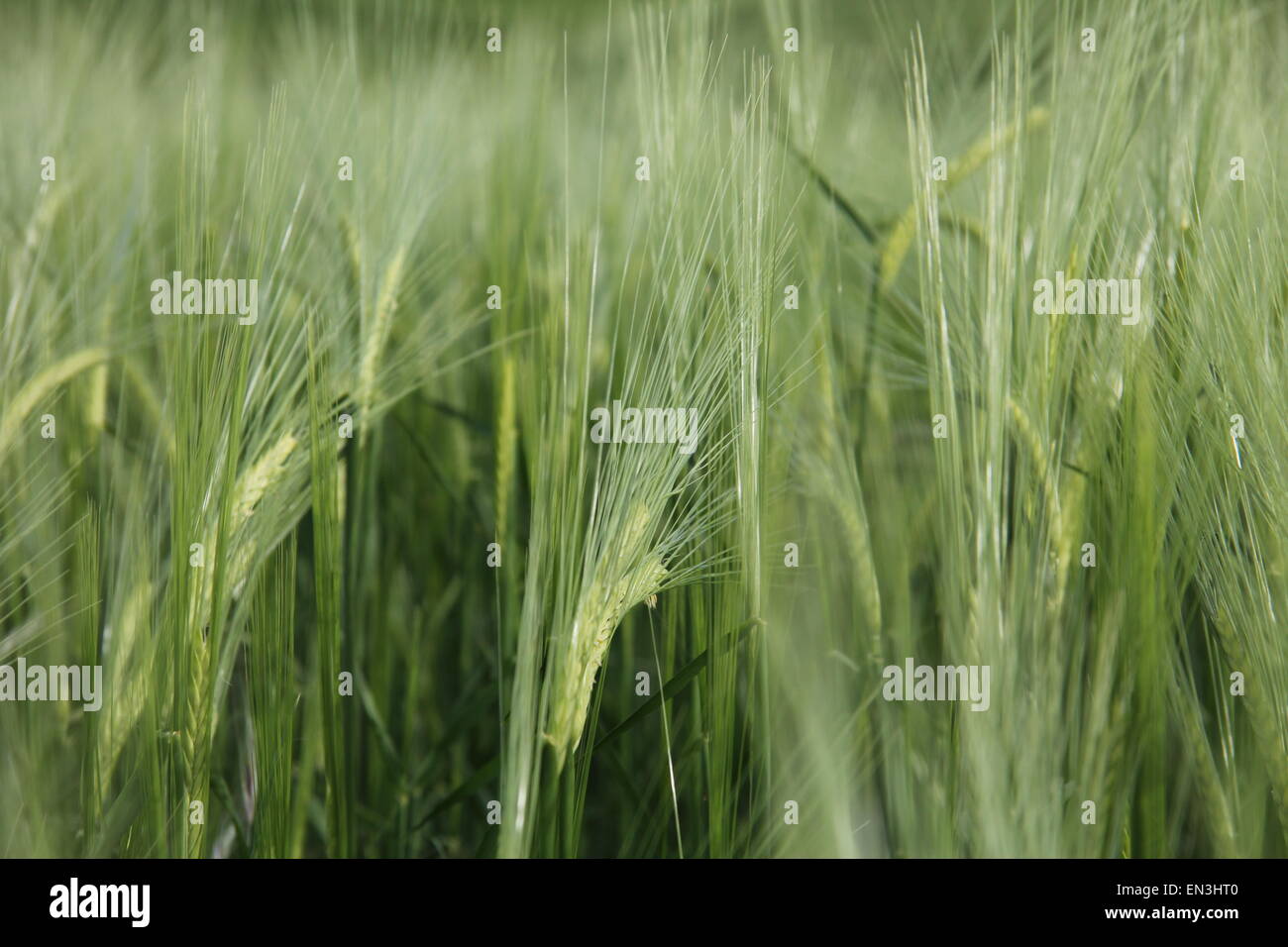 Wheat farm hi-res stock photography and images - Alamy