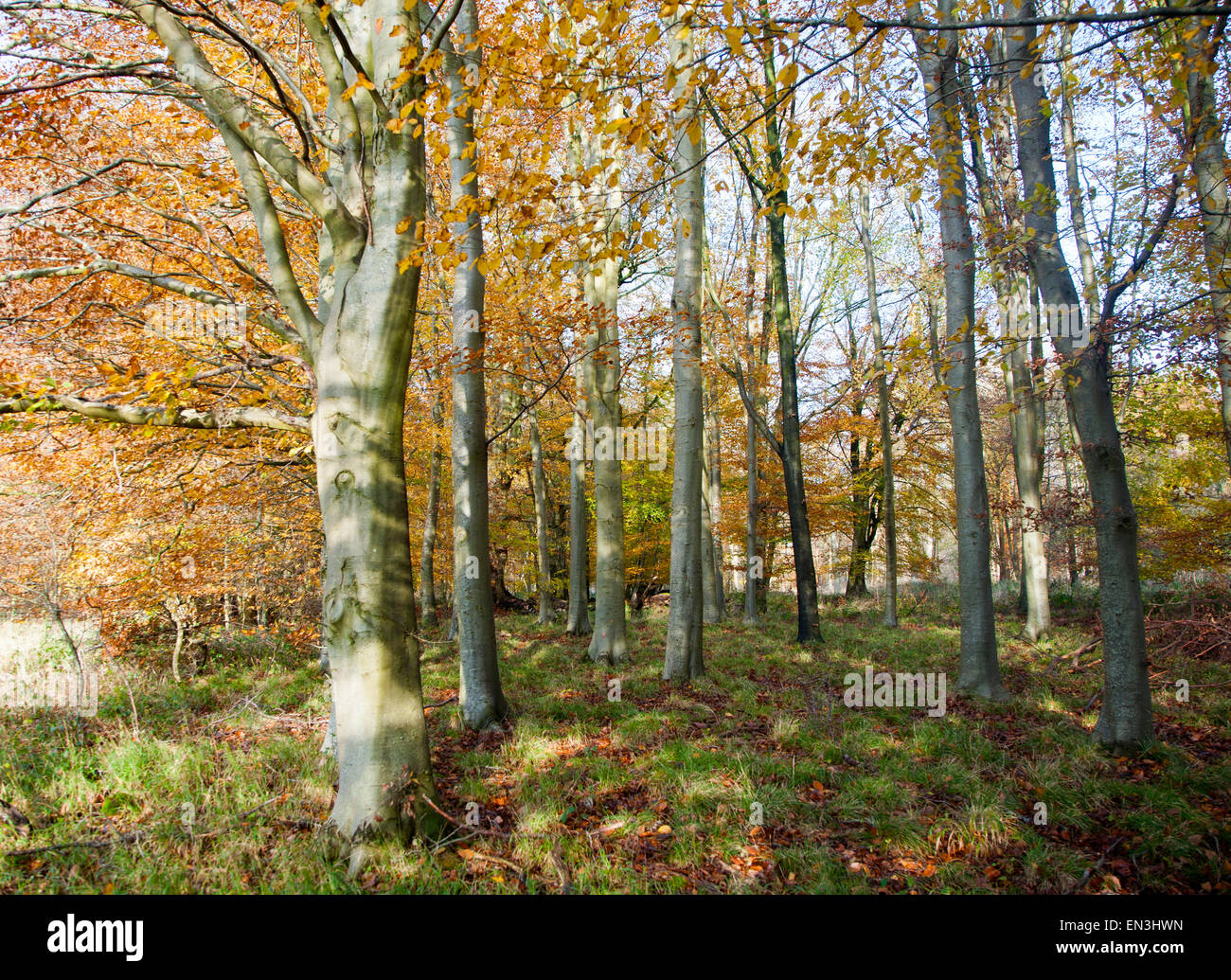 Orange brown beech trees autumn leaves Savernake Forest, Wiltshire ...