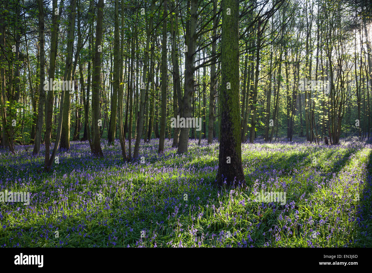 Brumby Wood, Scunthorpe, North Lincolnshire, UK. Spring, April 2015 ...