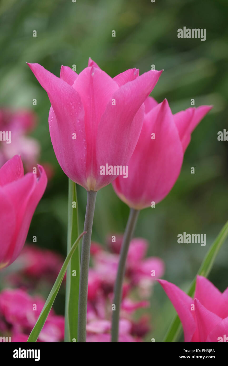 Upright spring flower hi-res stock photography and images - Alamy