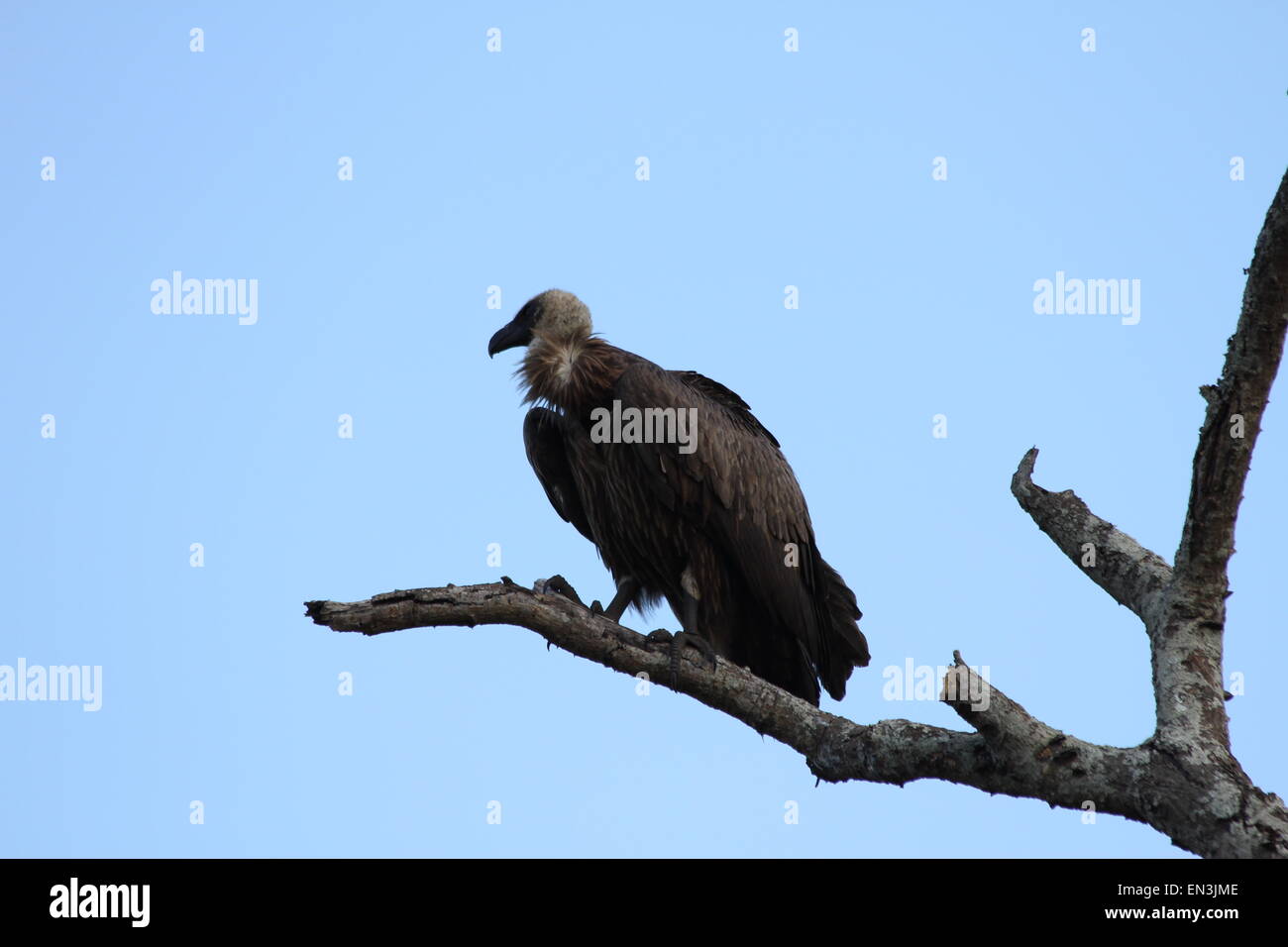 Vulture in tree Stock Photo - Alamy