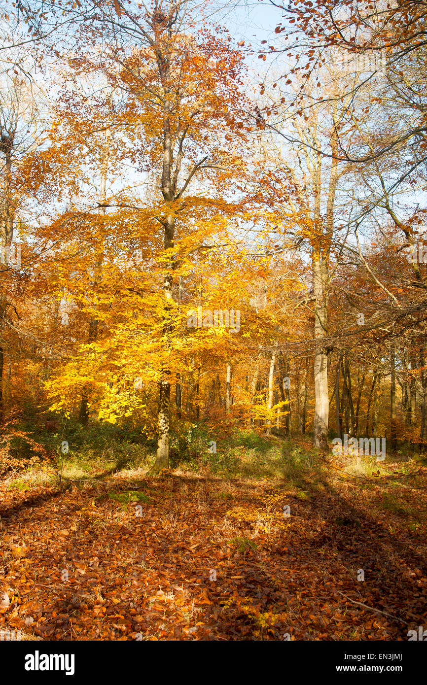 Orange brown beech tree autumn leaves Savernake Forest, Wiltshire ...