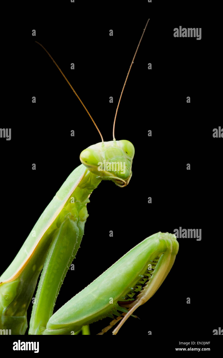 praying mantis against a black background Stock Photo - Alamy