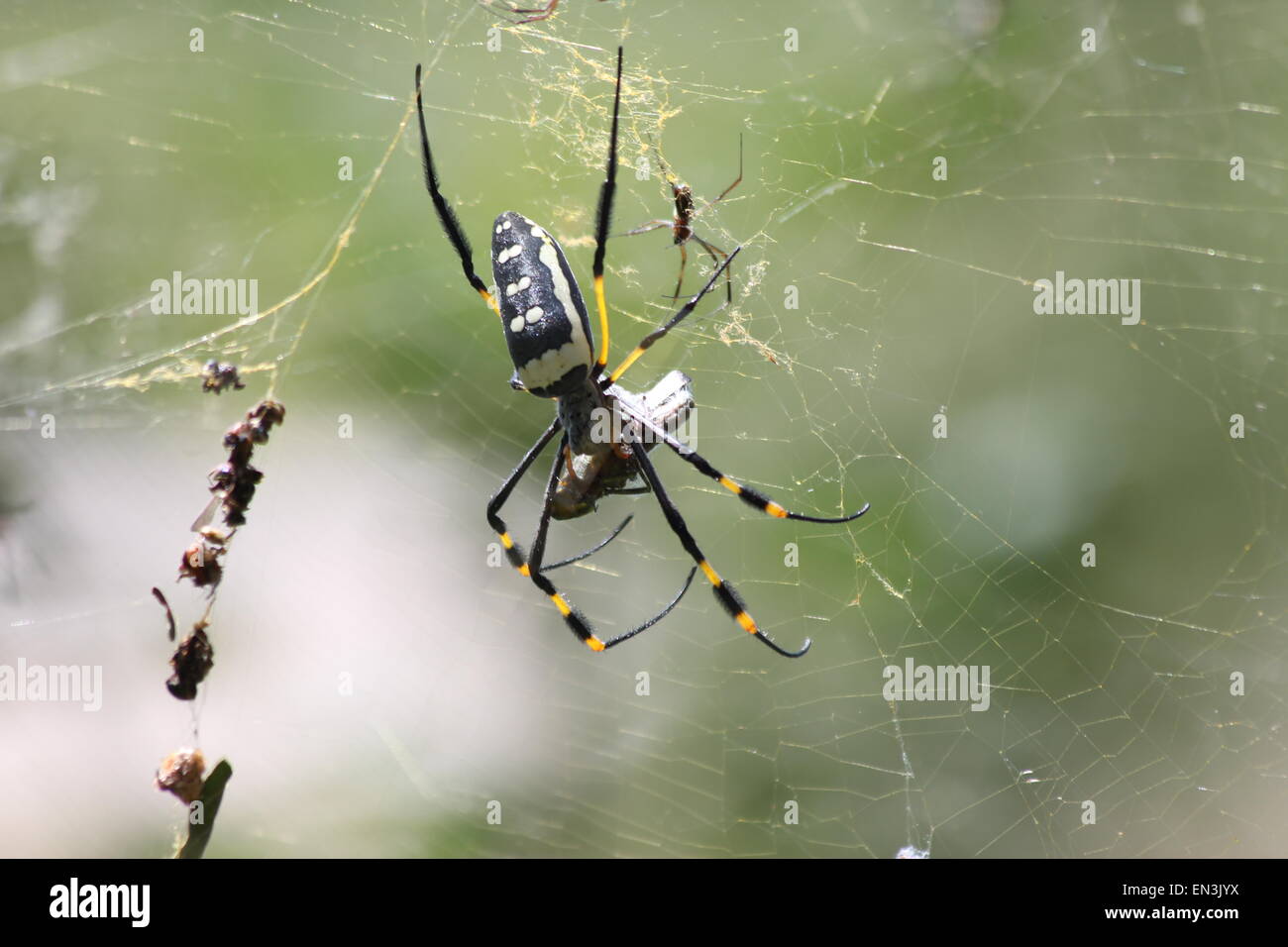 Golden orb web spider Stock Photo - Alamy