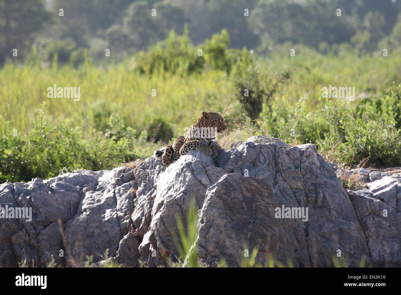 How the leopard got his spots hi-res stock photography and images - Alamy