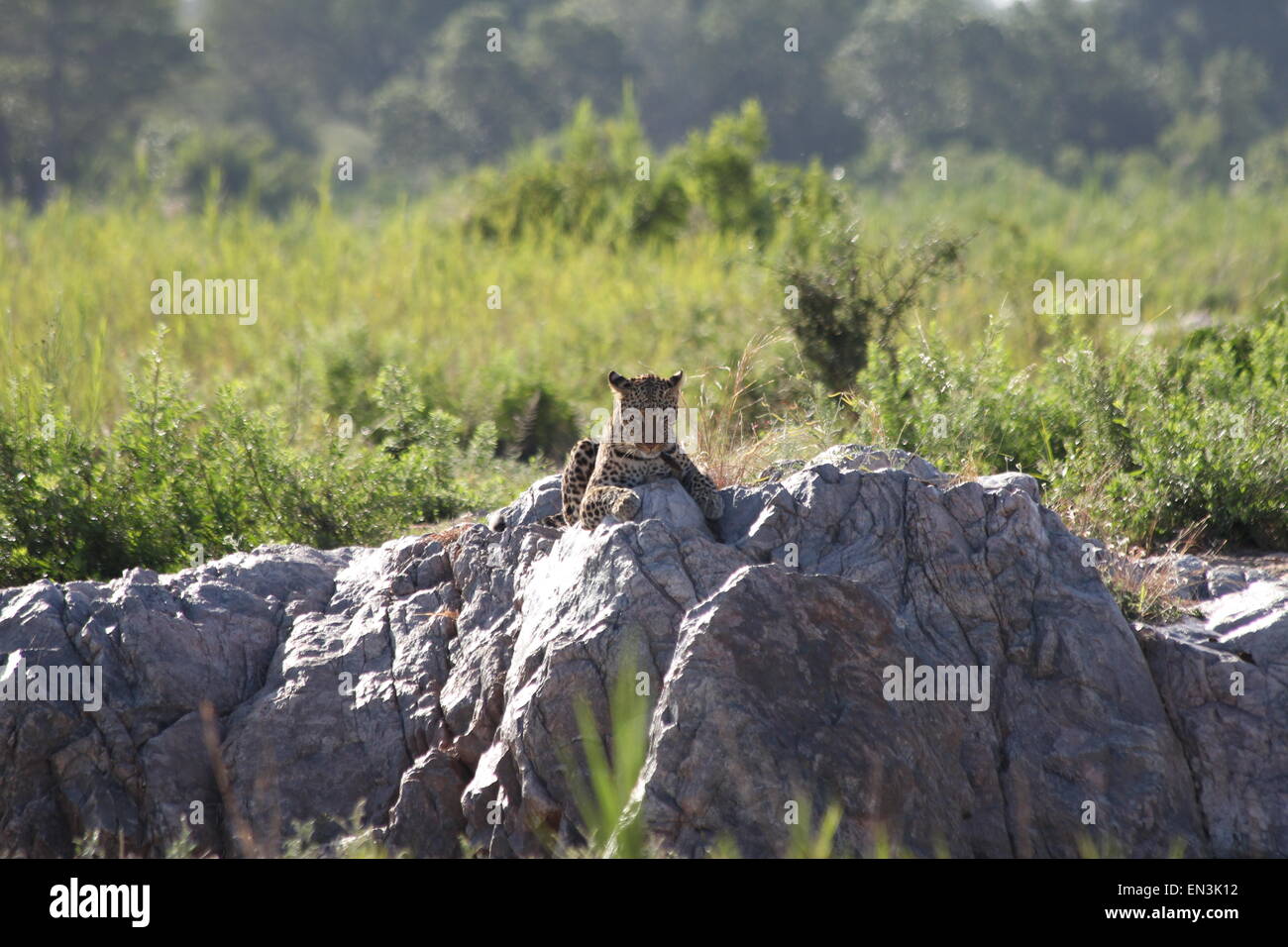 Leopard on rock Stock Photo - Alamy