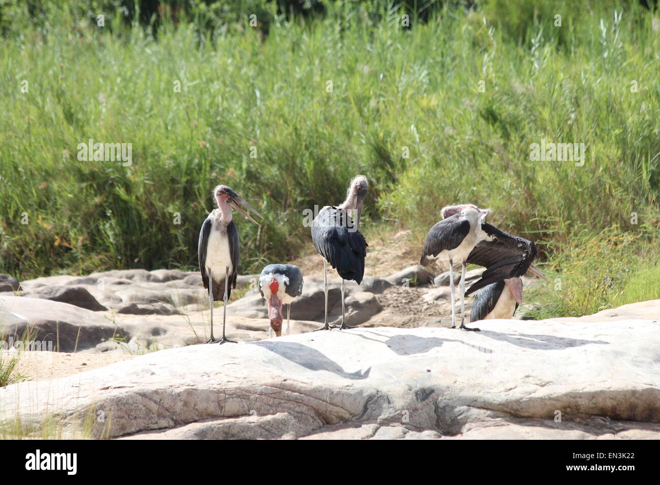 Marabou storks on rock Stock Photo - Alamy