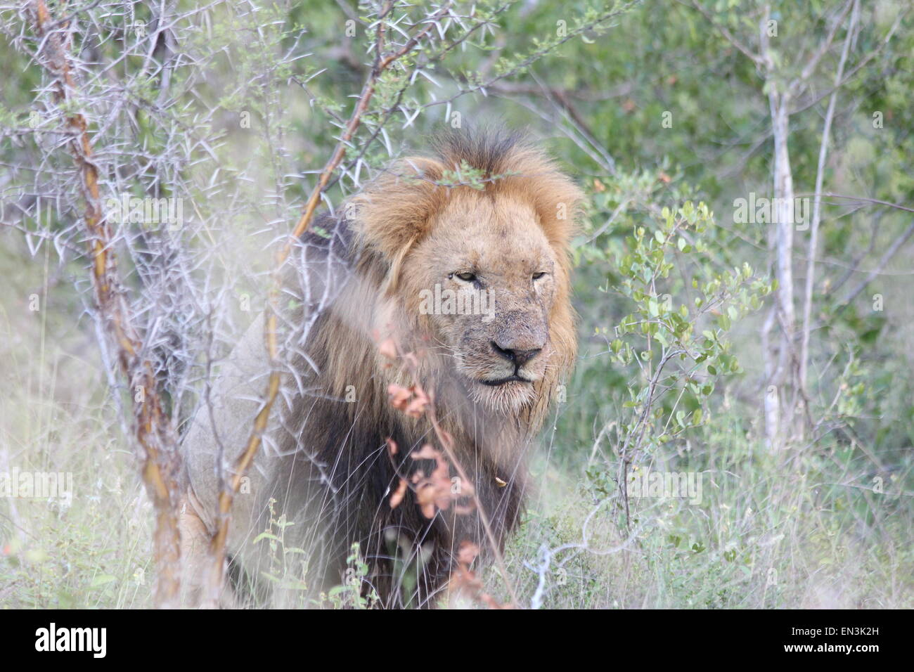 Lion bush hi-res stock photography and images - Alamy