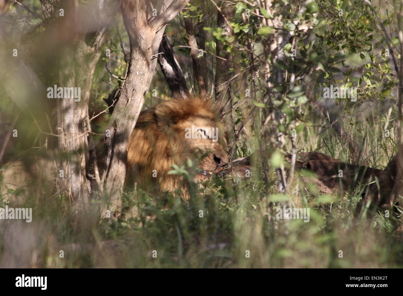 Lion in bush Africa Stock Photo - Alamy
