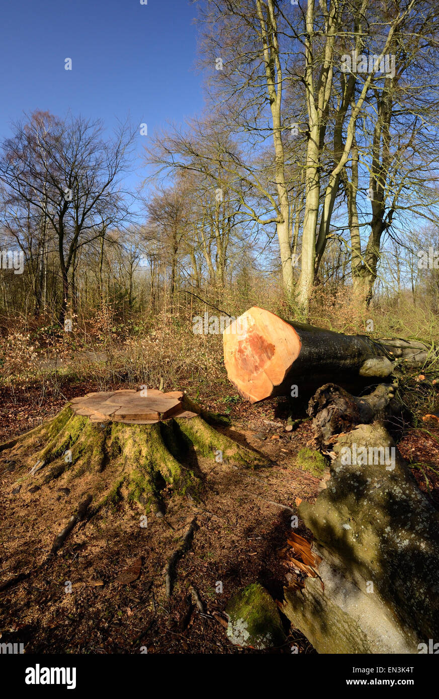 Felled tree in forest Stock Photo - Alamy